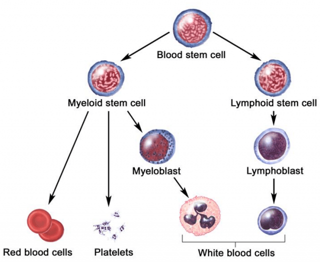 Umbilical Cord Blood Stem Cells- Benefits & Functions | Cryoviva ...
